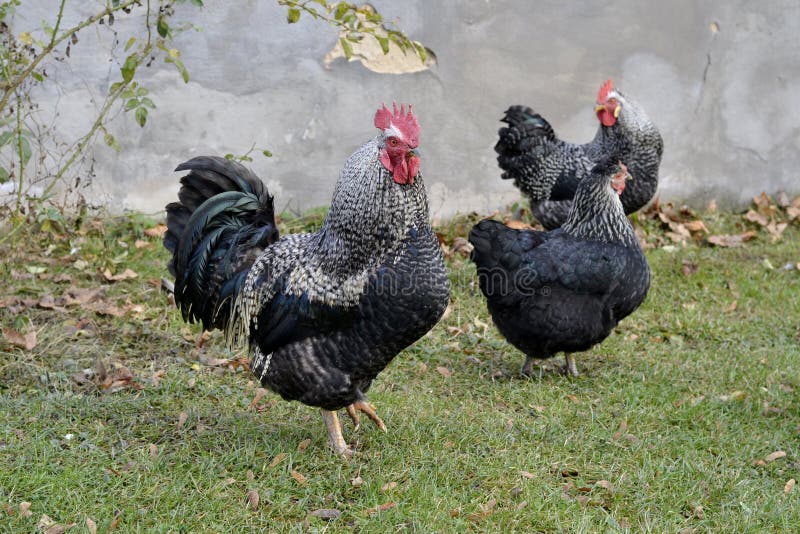 Wild Chickens Standing Outside Stock Image - Image of agriculture ...