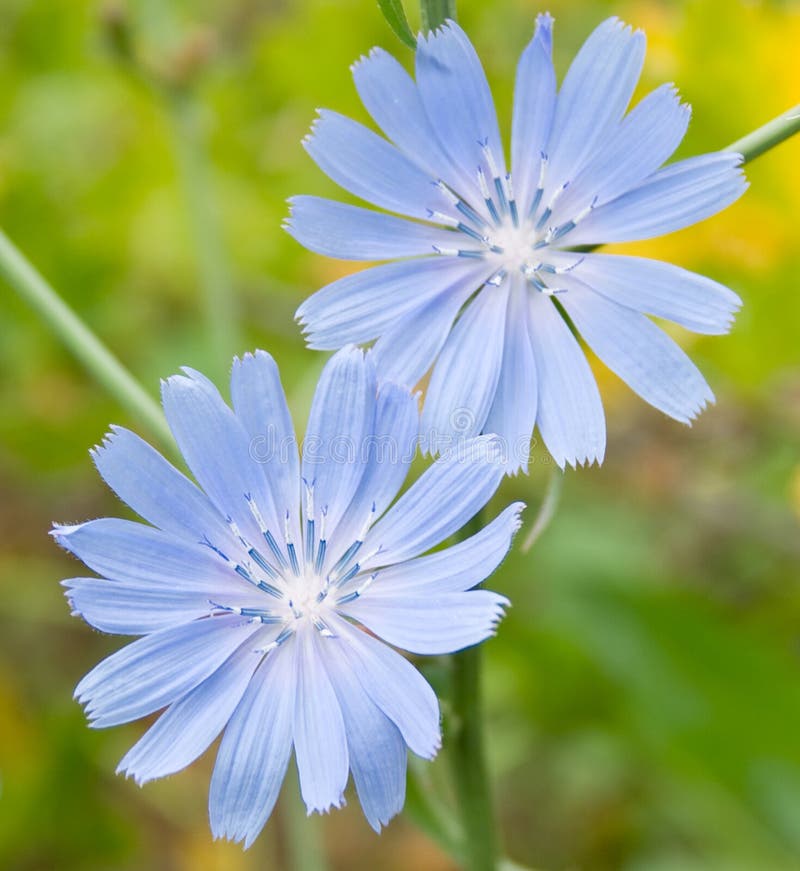 Wild chicory stock image. Image of nature, meadow, herb - 4215655