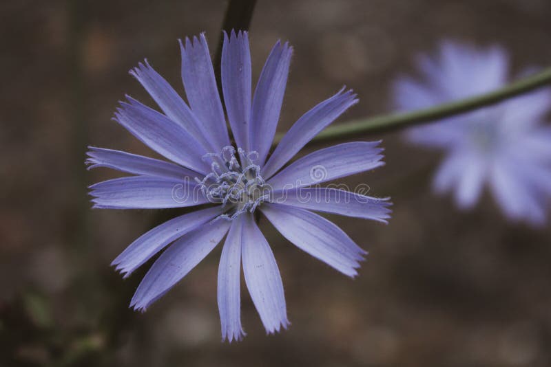 Wild Chicory Blooming on the Side of the Path Stock Photo - Image of ...