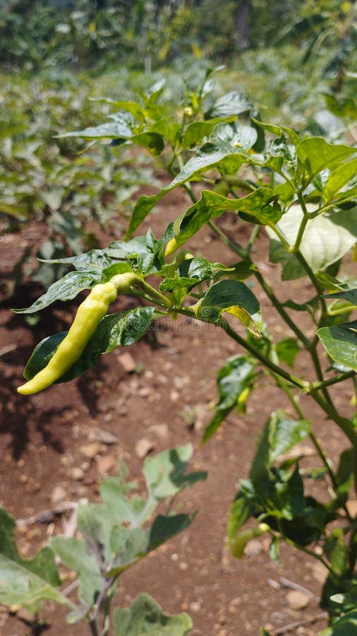 Wild Chili in Rajabasa stock image. Image of beautiful - 303813295