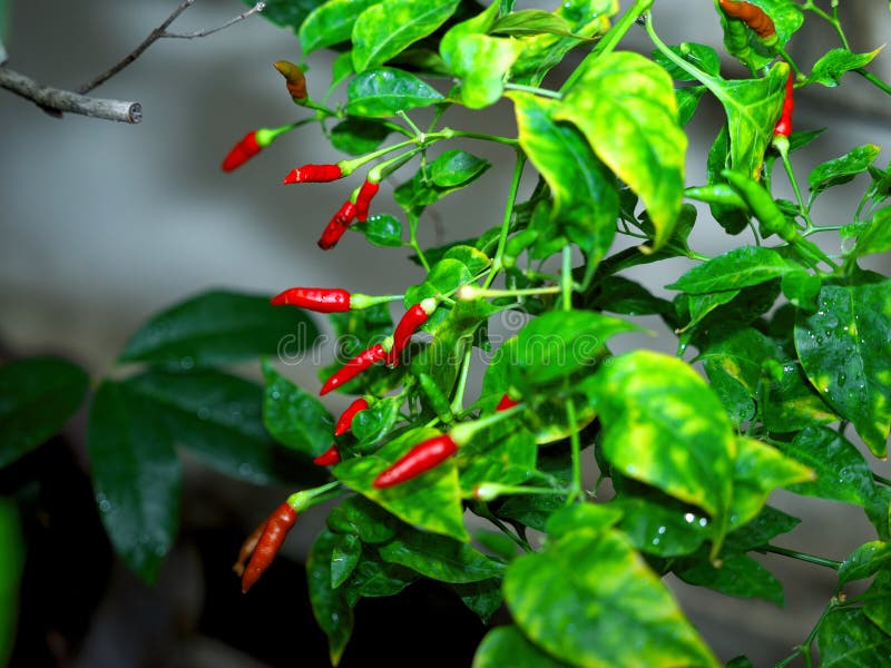 Wild Chilli Thai Species in the Forest Stock Image - Image of black ...
