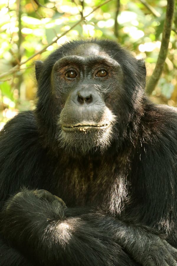 Wild Chimp Portrait stock image. Image of mammal, staring - 272568129