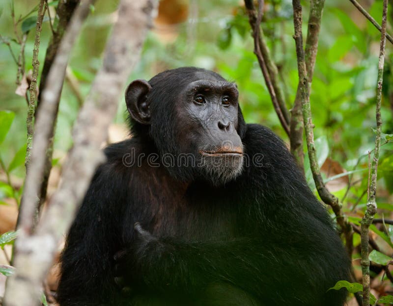 Howler Monkey Howling stock photo. Image of howl, furry - 25634178