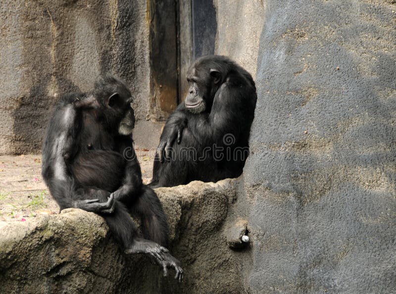 Wild chimps stock photo. Image of rock, apes, wild, chimps - 13950232