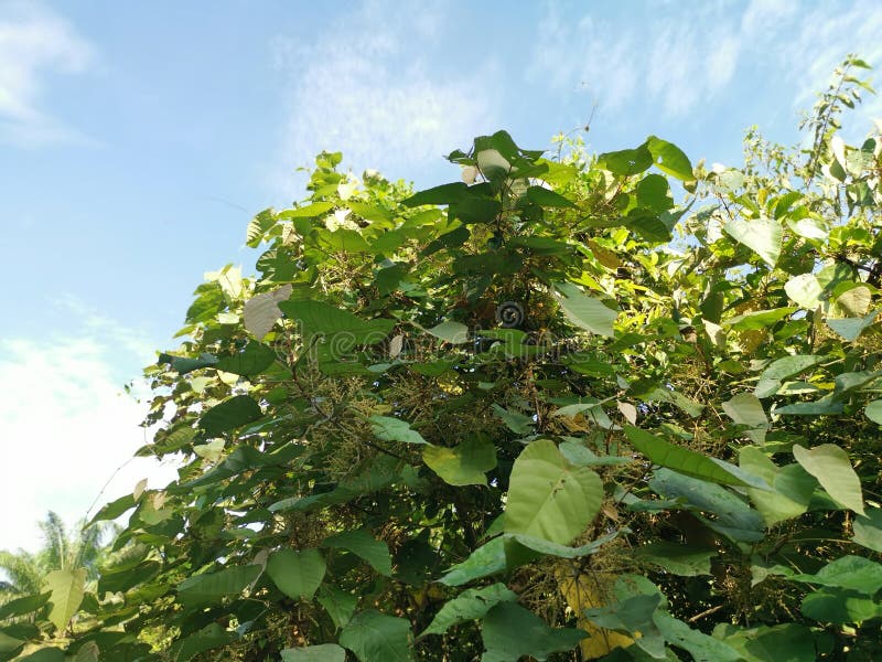 Chinese parasol. stock photo. Image of parasol, crepe - 16103974