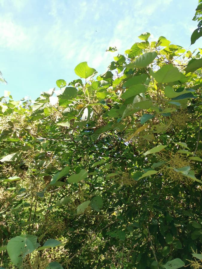 Chinese parasol. stock photo. Image of parasol, crepe - 16103974