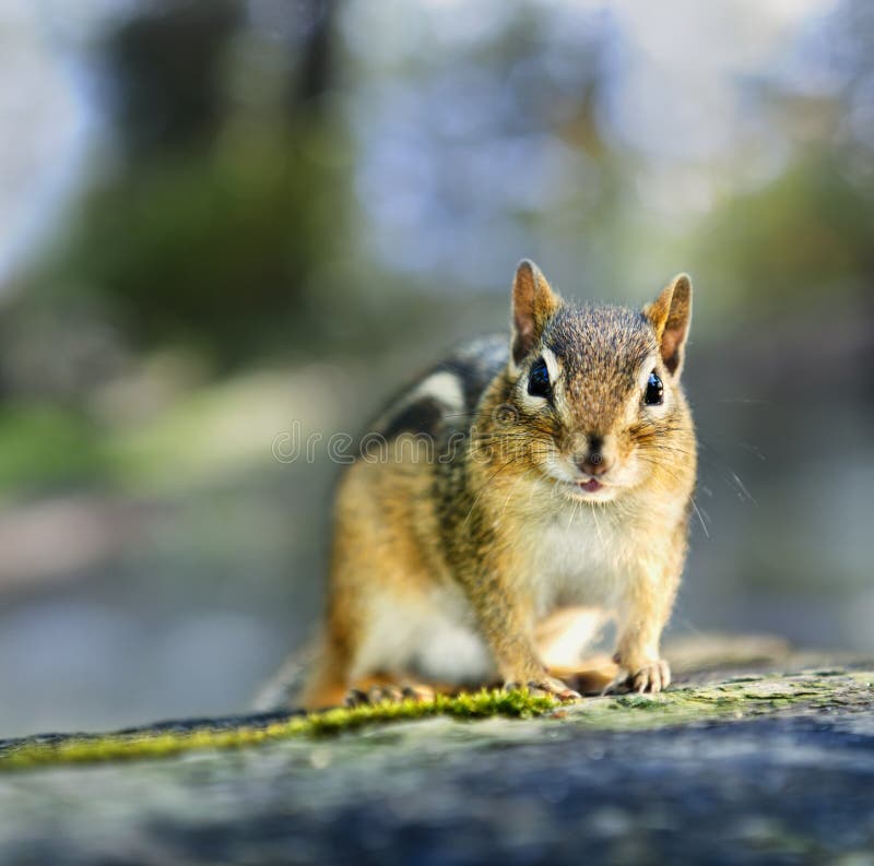 Wild chipmunk stock image. Image of looking, watching - 23718771