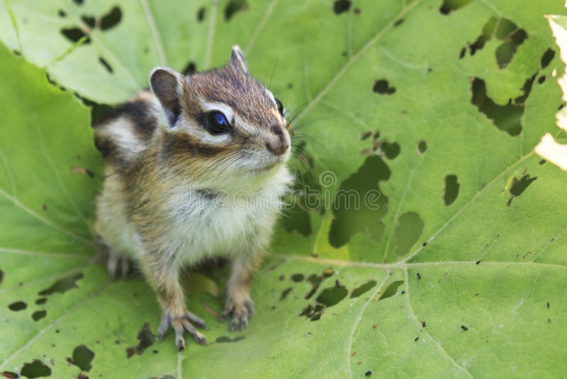 Wild chipmunk eating nut stock photo. Image of cute, chewing - 32196398