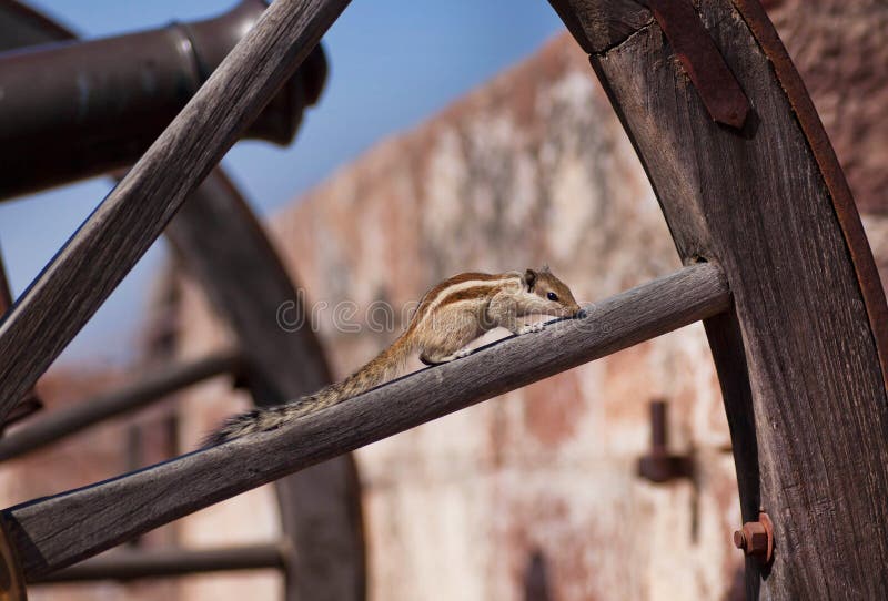Chipmunk Caught in Its Tracks Stock Photo - Image of rodent, squirrel ...