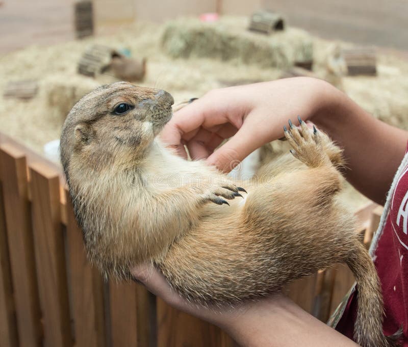 Wild Chipmunk Playing with Woman Hand. Stock Photo - Image of wildlife ...