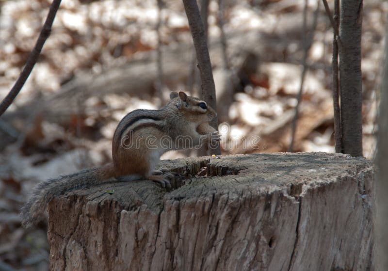 Wild chipmunk stock image. Image of furry, shores, county - 64915371