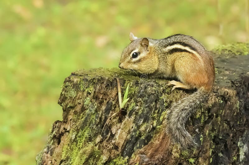 Wild Chipmunk on Stump stock photo. Image of wild, cute - 87980714