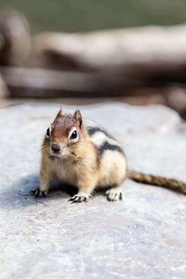 Wild Chipmunk Eating a Potato Chip Stock Photo - Image of park, claws ...