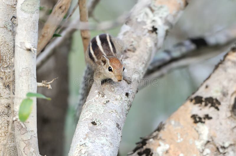 Wild chipmunk stock photo. Image of beautiful, mammal - 47662048