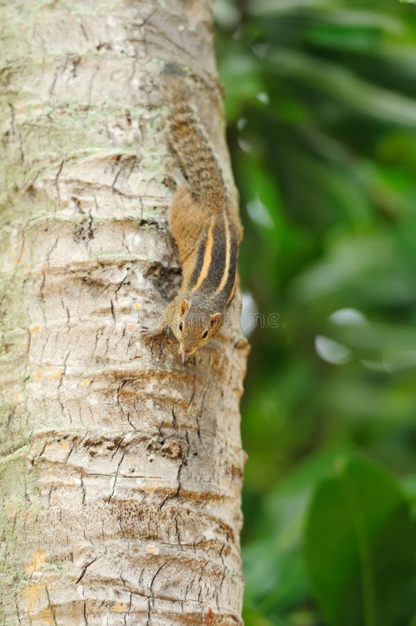 Wild chipmunk stock image. Image of alert, curious, looking - 49692539