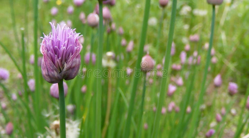Wild Chives stock photo. Image of purple, chive, green - 13908158