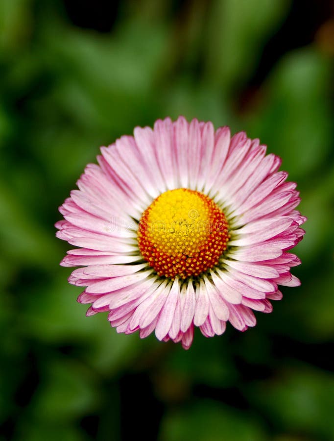 A wild chrysanthemum stock photo. Image of pollen, pink - 10094054