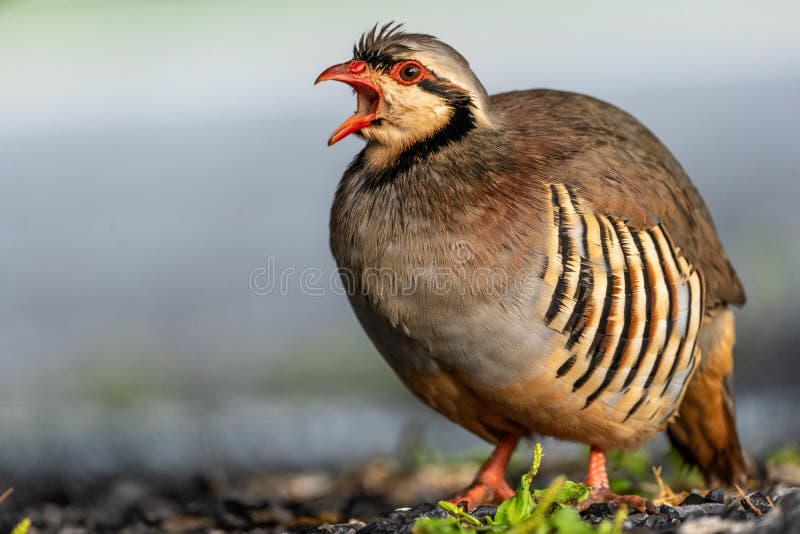 Wild Chukar in the Outdoors Stock Photo - Image of plumage, green ...