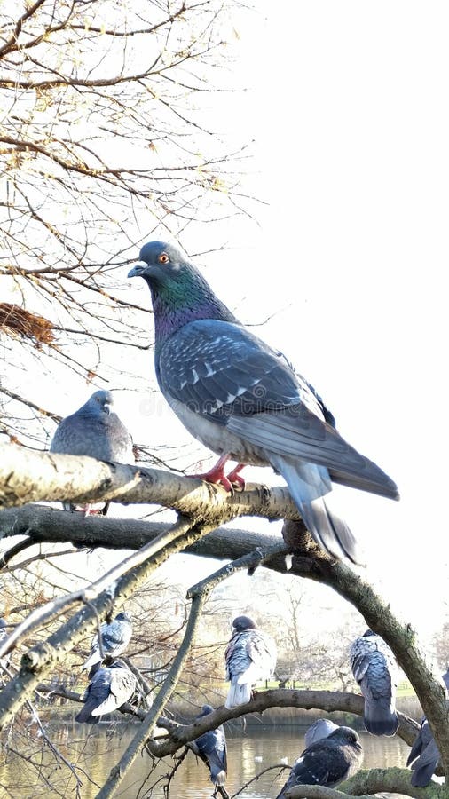 Bird in london stock image. Image of city, london, bird - 103358147