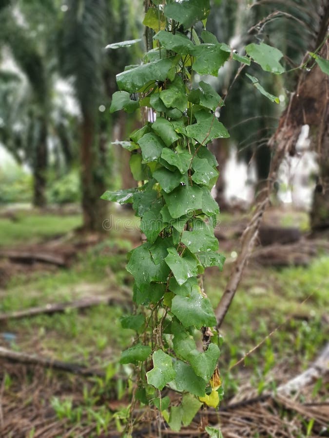 Wild Climbing or Twining Vine Weed in the Plantation Stock Image ...