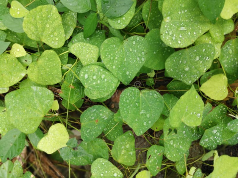 Wild Climbing or Twining Vine Weed in the Plantation Stock Photo ...