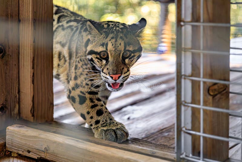 Wild Cloud Leopard in a Cage at a Sanctuary in California Stock Image ...