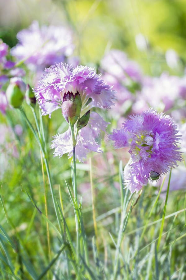 Wild clove pink stock image. Image of bloom, horticulture - 58154521