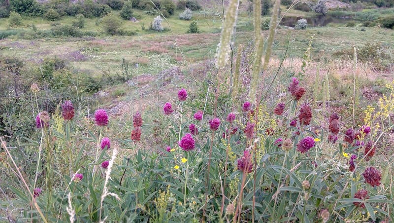 Wild clover stock image. Image of flower, wild, field - 73132113