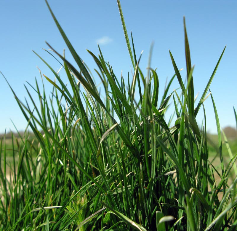 Wild Clump Of Grass Picture. Image: 4899879