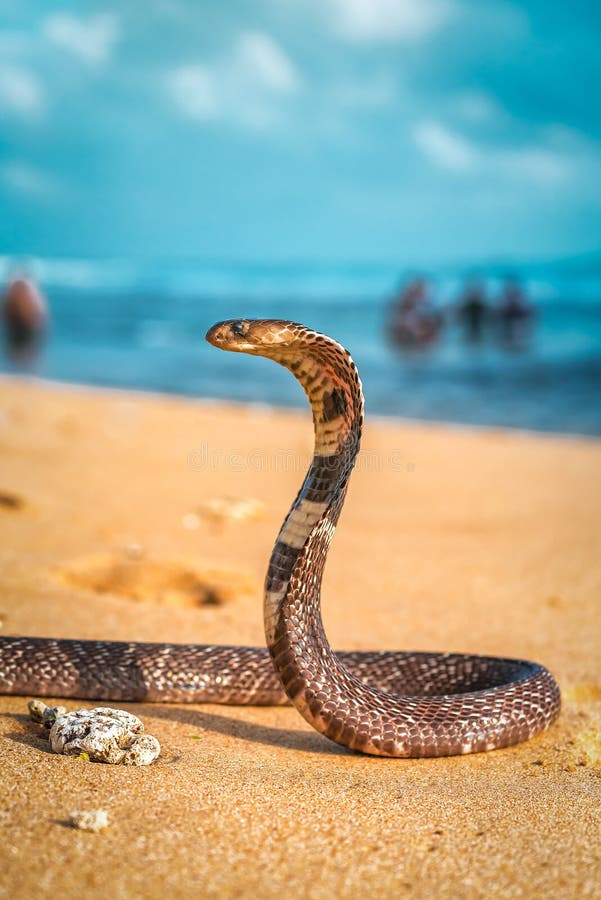 Wild cobra on the beach stock photo. Image of reptile - 176924926