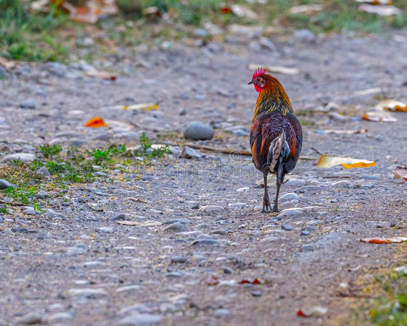 A Wild stock photo. Image of cockerel, cockscomb, bird - 277031954