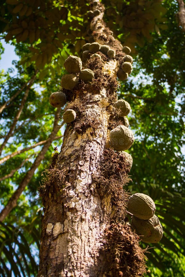 Wild cacao tree stock image. Image of cacao, organic - 52174777