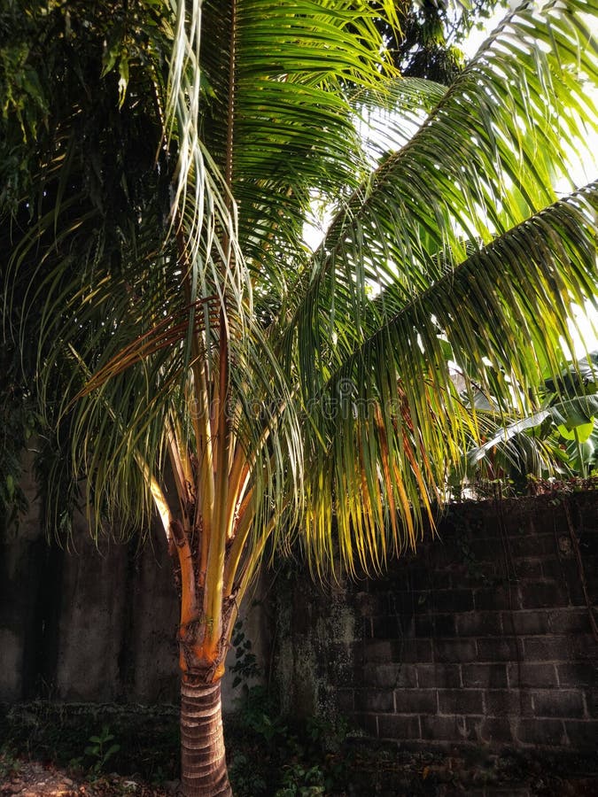 Wild Coconut Trees in the Outer Garden with the Outer Fort Wall in the ...