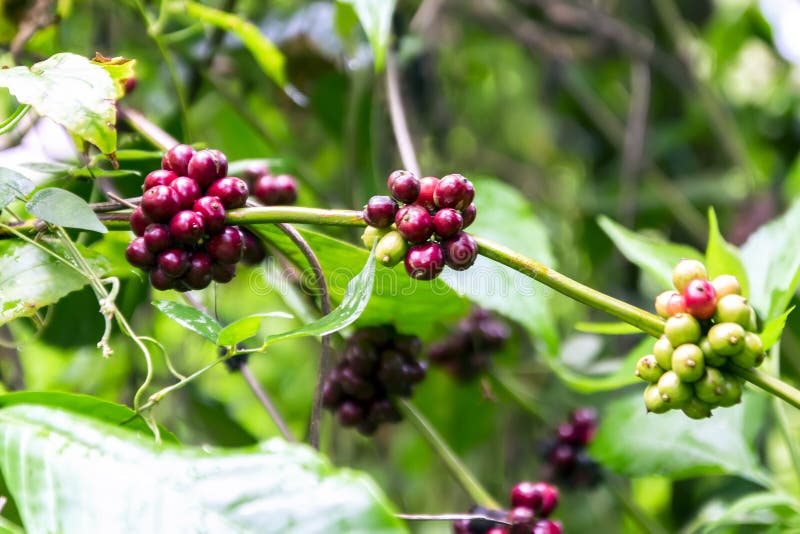 Wild Coffee In Mountains Of Sumatra. Stock Image - Image of pulau ...