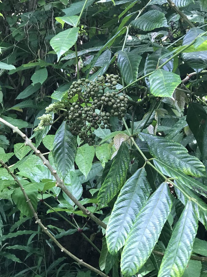 Wild Coffee Psychotria Nervosa, Closeup of Red Fruit - Davie, Florida ...
