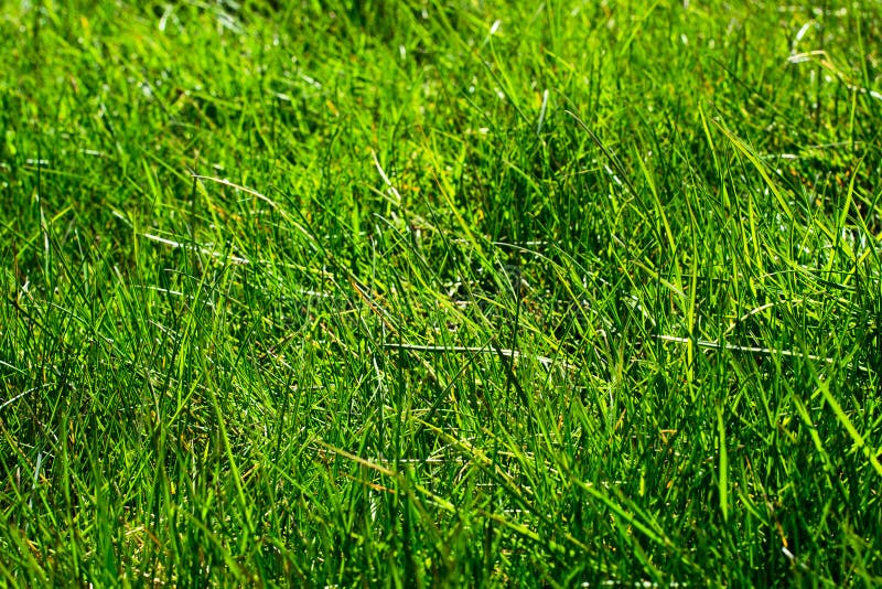 Wild Colorful Bright Grass Close Stock Photo - Image of close ...