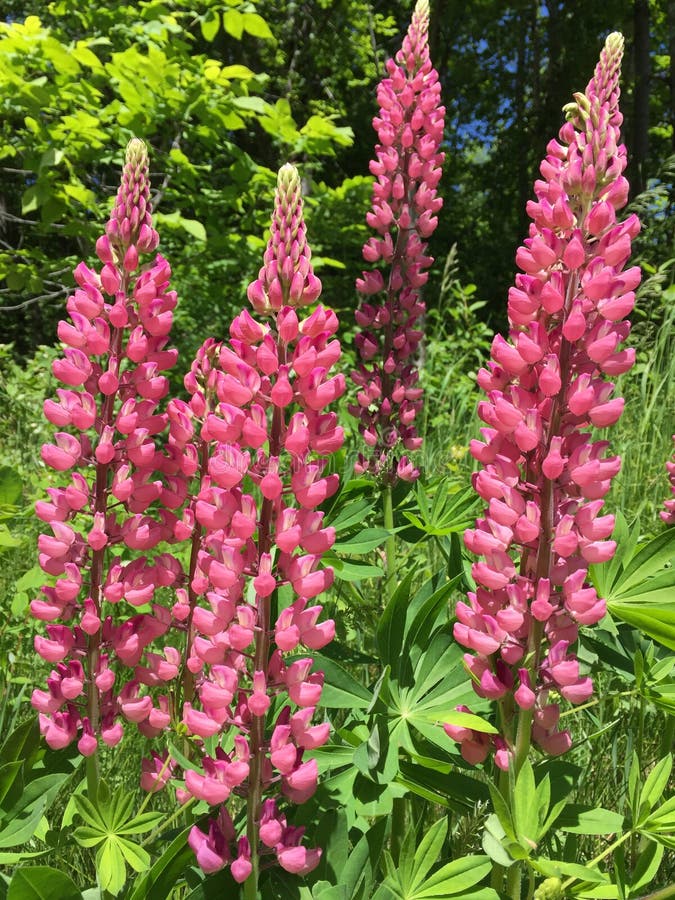 Wild Colorful Lupine in a Landscape in the Spring Stock Image - Image ...
