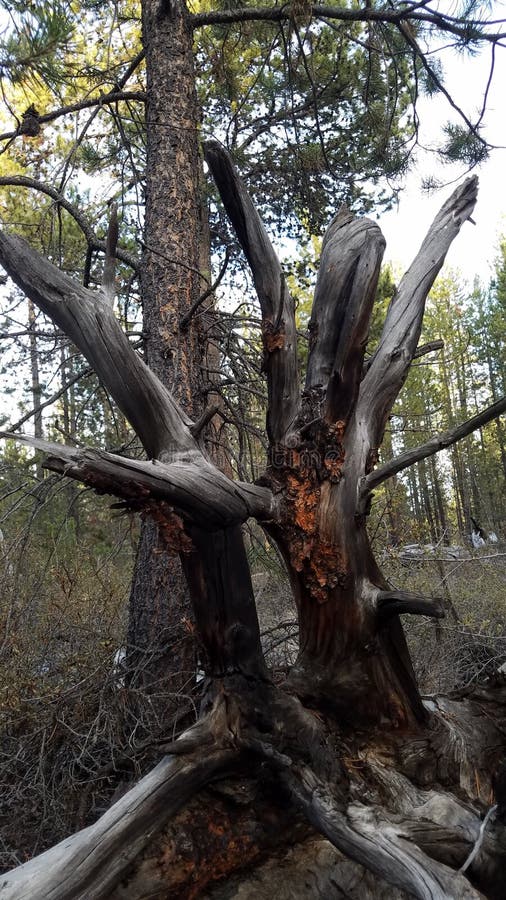 Root Wad Stock Photos - Free & Royalty-Free Stock Photos from Dreamstime