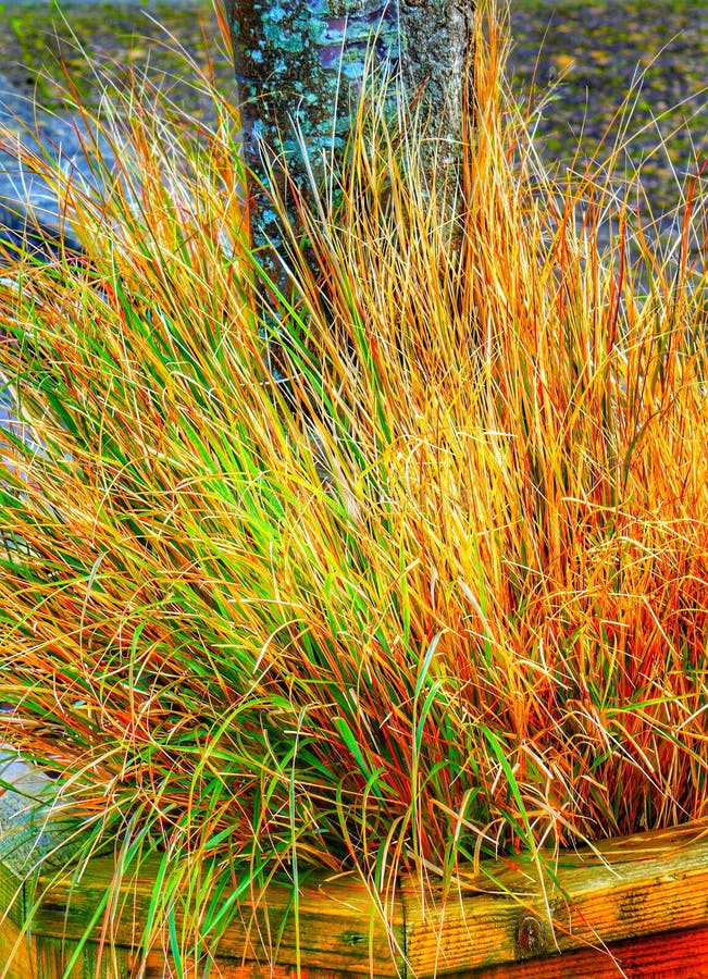 Wild Coloured Grass in Container Stock Photo - Image of grass, container: 300667934