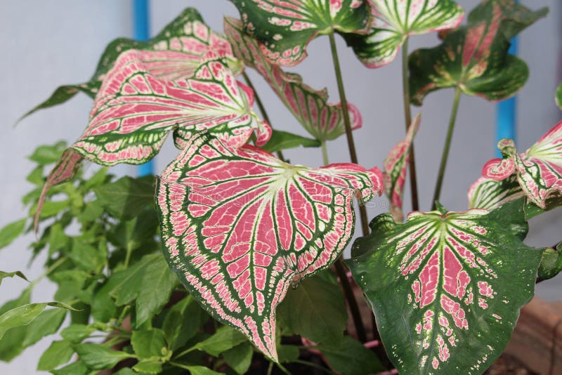 Wild Colourful Patterns of Caladium Plant Leaves Stock Photo - Image of ...