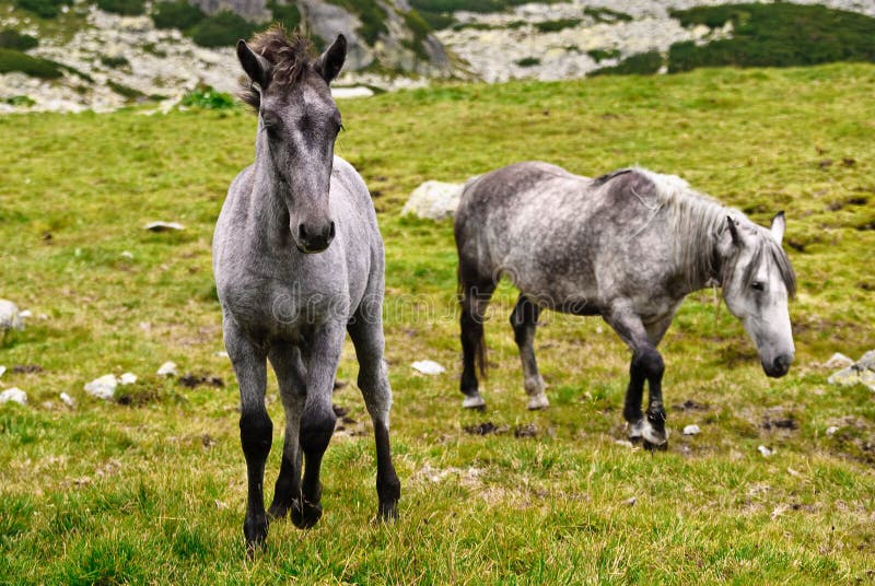 Wild colt in the mountains stock image. Image of reflection - 10911727