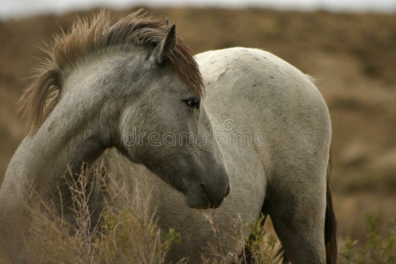 Wild Colt Posing stock image. Image of horse, desert, wild - 1627059