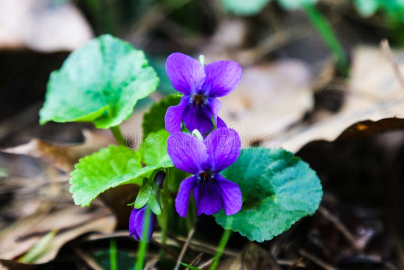 Wild Common Blue Violets Background. Nature, Texture Stock Image ...