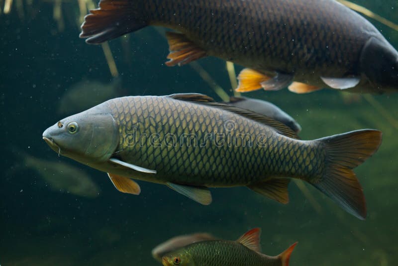 Common Carp - Cyprinus Carpio Stock Photo - Image of cyprinidae, spring ...