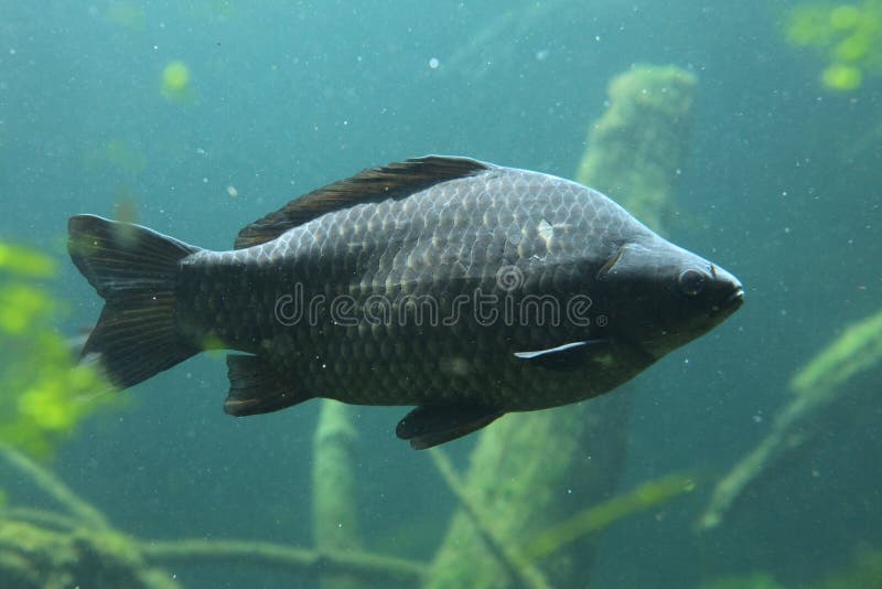 Wild Common Carp Cyprinus Carpio Stock Image - Image of asia, nature ...