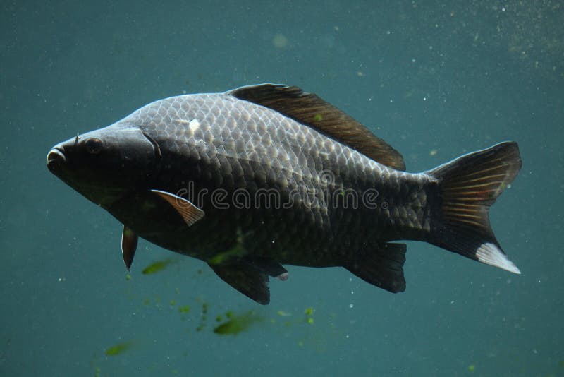 Wild Common Carp Cyprinus Carpio Stock Image - Image of swim ...