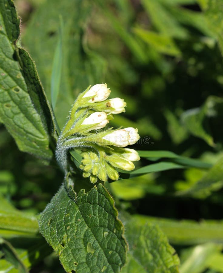 Wild Common Comfrey or True Comfrey (Symphytum Officinale) Flower ...