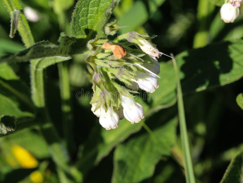 Wild Common Comfrey or True Comfrey (Symphytum Officinale) Flower ...
