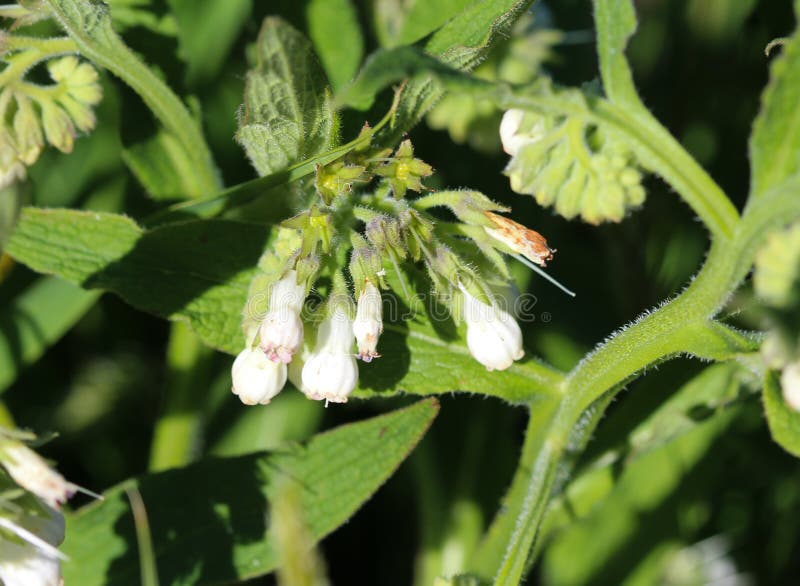 Wild Common Comfrey or True Comfrey (Symphytum Officinale) Flower ...