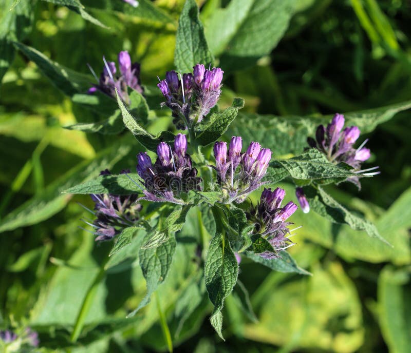 Wild Common Comfrey or True Comfrey (Symphytum Officinale) Flower ...